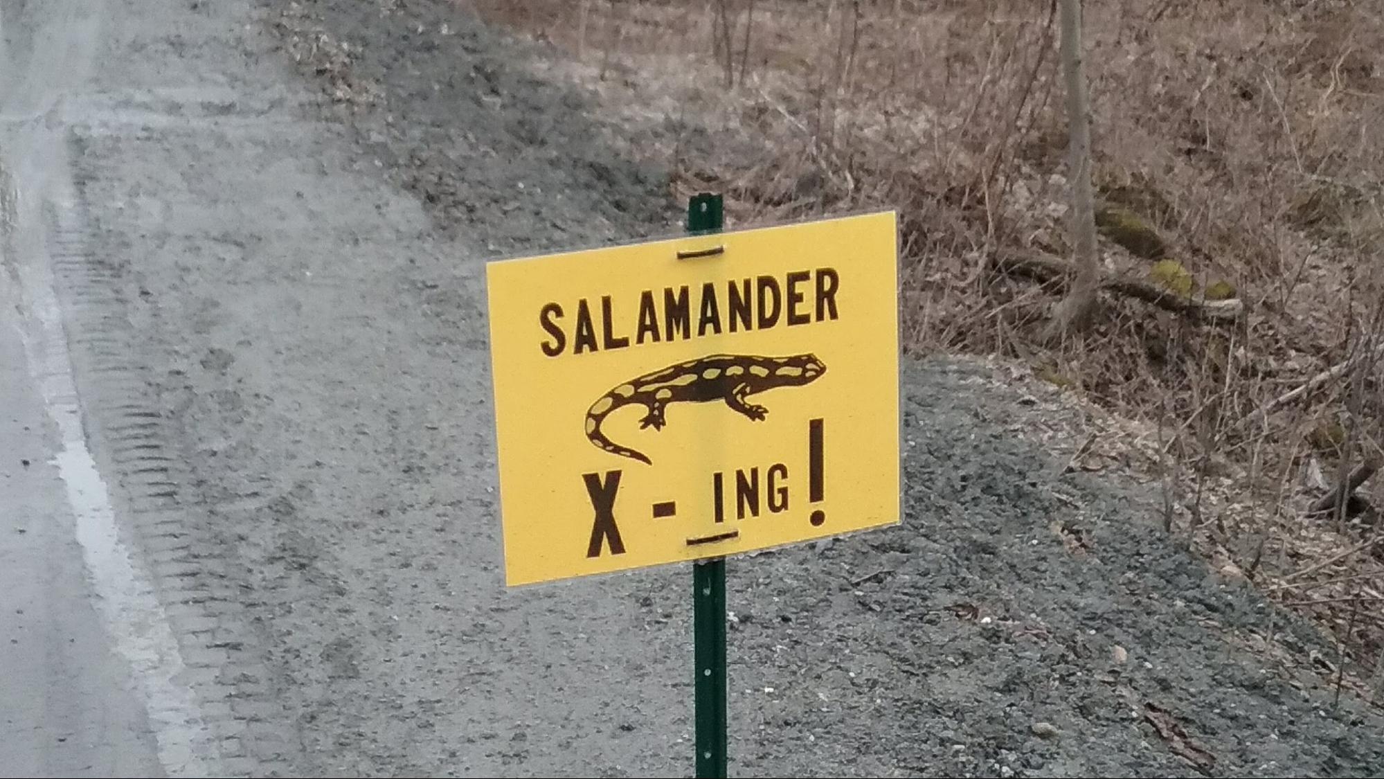 Salamander Crossing – The Chronicle